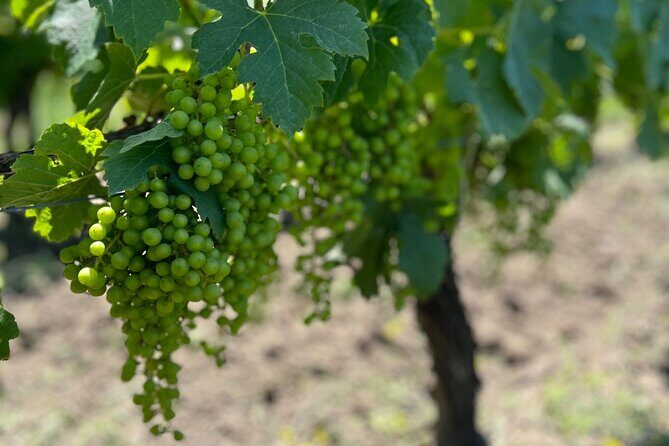 Wine Tour - Château Labrie Saint Emilion Grand Cru - Why This Tour Is a Great Choice for You