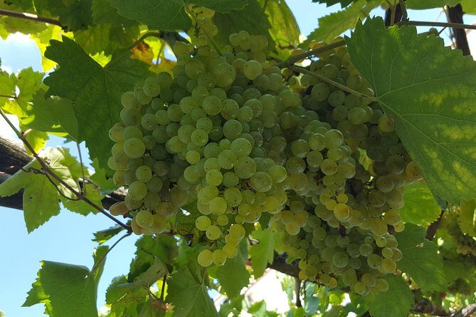 Wine Tour Experience for Family or friend's group - Key Points