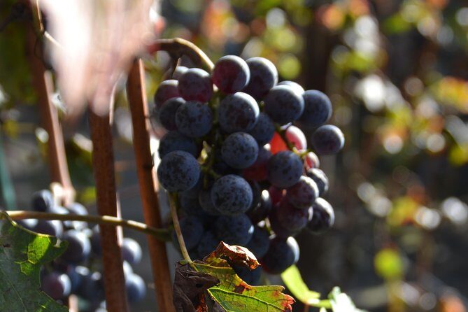 Wine Tour Experience for Family or friend's group - What’s Included and What’s Not