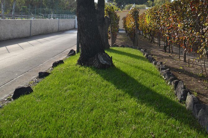 Wine Tour Experience for Family or friend's group - The Experience of the Guide and Transportation