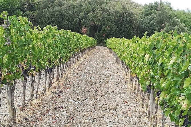 Wine tour in Chianti and visit of San Gimignano for small groups - Practical Details and Value