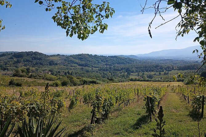 Wine Tour in the Countryside of Lucca with Lunch - with Minivan - Final Thoughts: Who Will Love This Tour?