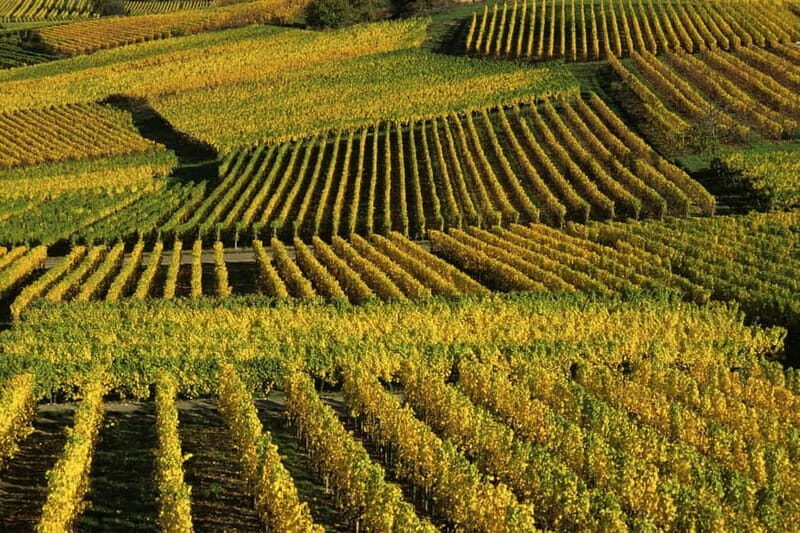 Wine tour of the Alsace wine route - The Experience in Practice: What Travelers Say