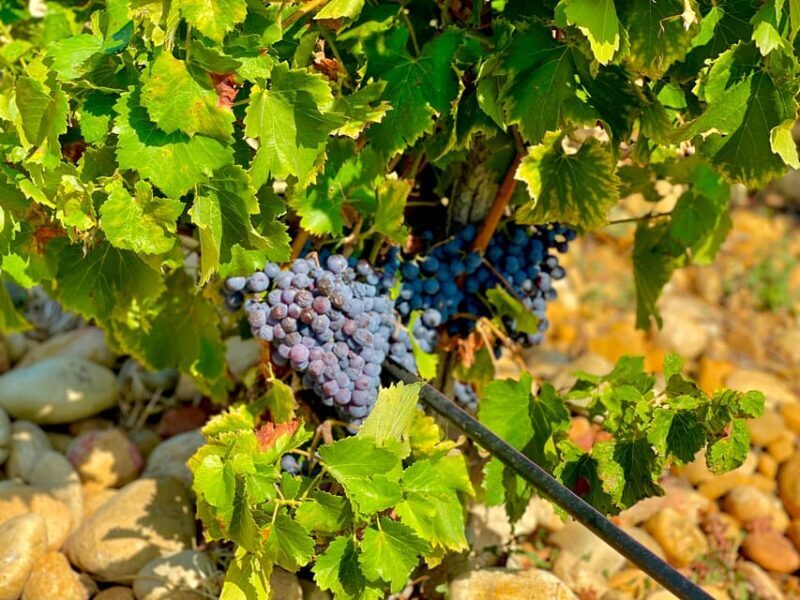 Wine Tour: On the Way to Chateauneuf du Pape - FAQ