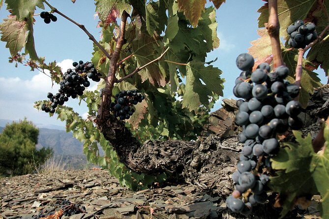 WINE TOUR PRIORAT: Visit 2 Top Wineries, Wine Tasting & Gourmet Lunch - What Travelers Love About This Tour