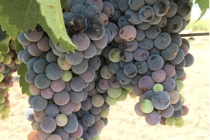 Wine Tour Pros - Napa Valley Wine Tour and Transportation - Introduction: What Makes This Tour Stand Out?