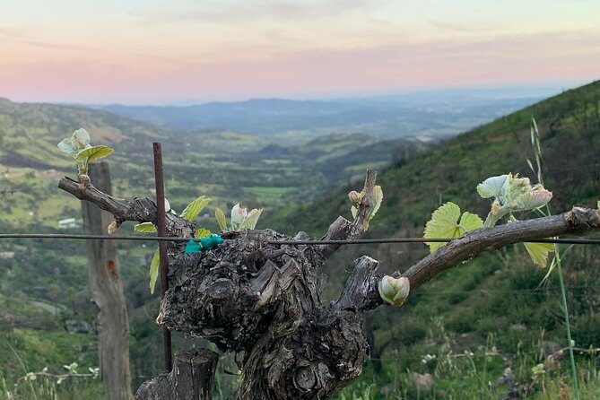 Wine Tour Pros - Wine Tour and Transportation: SUV Up To 6 Guests - Key Points