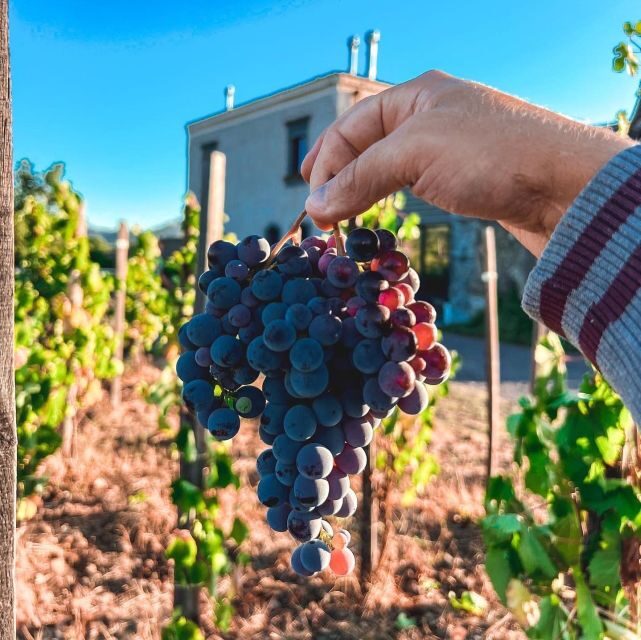 Wine tour with wine tasting - Key Points