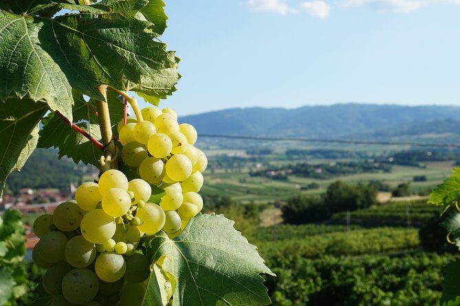 Wine Tourism Half Day Tour - Practical Details & Tips