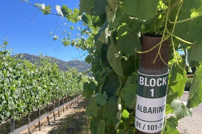 Wine Tours One - Authentic Experiences and Real Guest Insights
