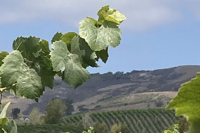 Wine Tours One - Who Might Want to Consider Other Options?