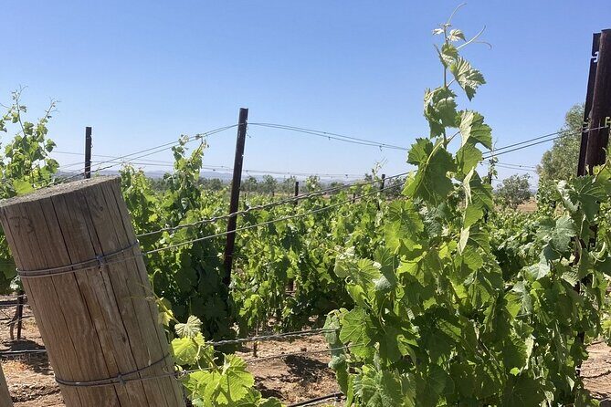 Wine Tours Three - The Experience and Whats Included