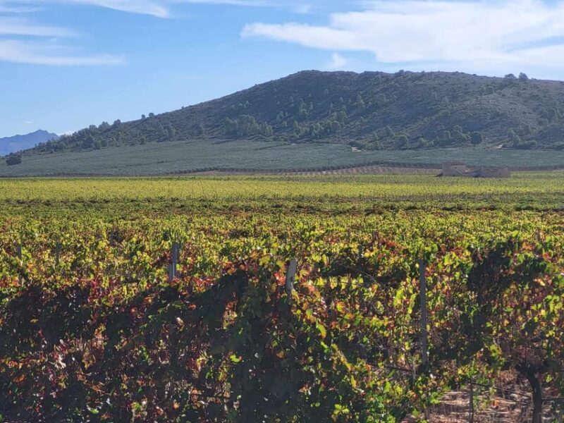 Wine trip in the Alicante region served 4 courses lunch! - Introducing the Alicante Wine Tour: What’s the Big Deal?