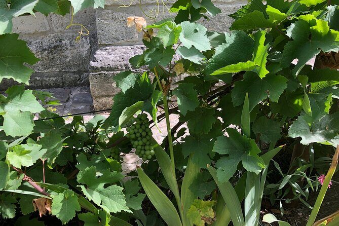 Wine Walk & Tasting in Saint-Germain-des-Prés - Who Would Love This Experience?