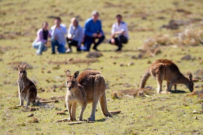 Wineglass Bay And Maria Island Wildlife Scenic Flight From Hobart - The Itinerary in Detail