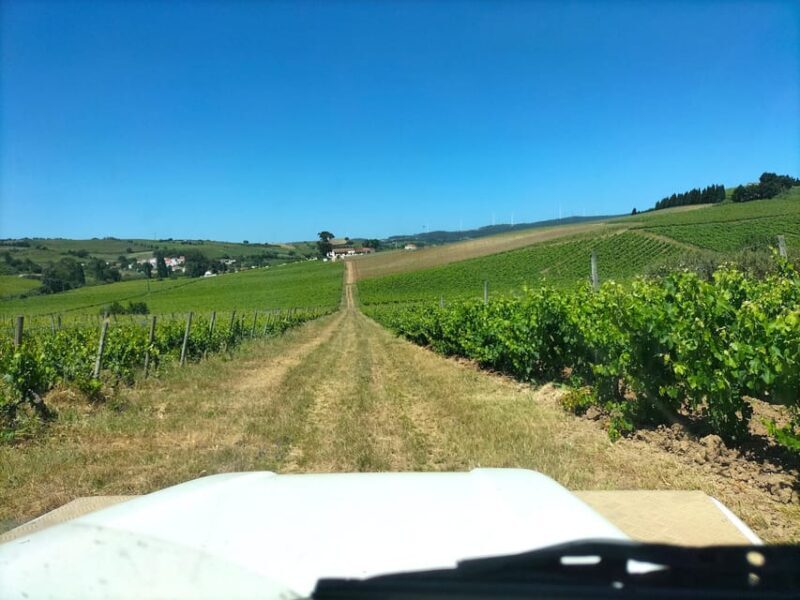 Winery, Tastings & 4WD Vineyards: Half-Day Trip from Lisbon - Final Thoughts: Is This Tour for You?