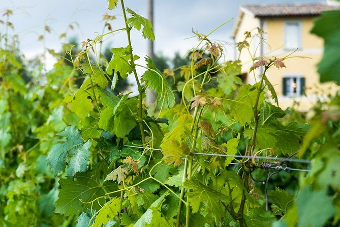 Winery tour and wine & cheese tasting - Practical Details