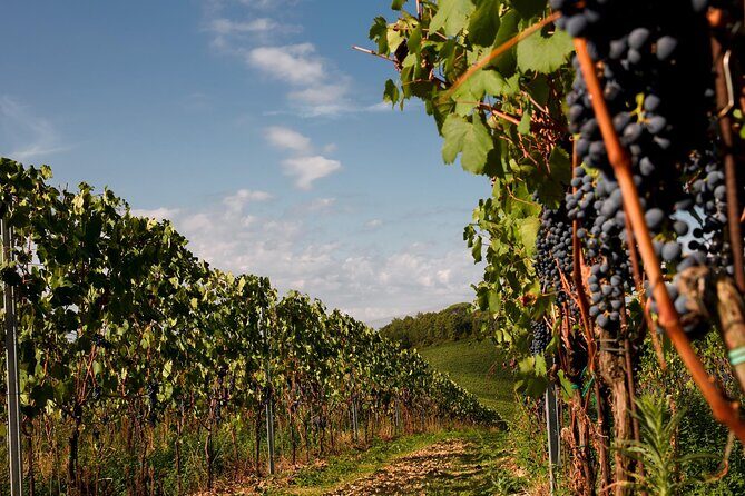 Winery tour and wine tasting of organic Chianti wines and extra virgin oil - Discovering the Organic Charm of Chianti: A Practical Review of the Winery Tour and Tasting