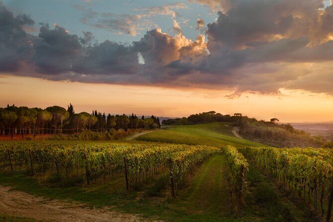 Winery tour and wine tasting of organic Chianti wines and extra virgin oil - Key Points