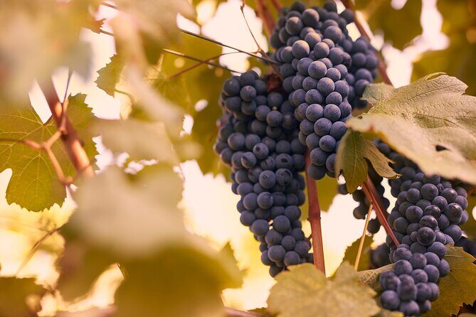 Winery tour and wine tasting of organic Chianti wines and extra virgin oil - Why Choose This Tour?
