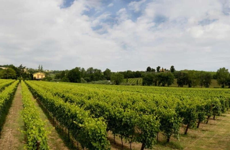 Winery Tour with Wine & Food Tasting near Riccione & Rimini - An Introduction to Emilia-Romagnas Wine Heritage