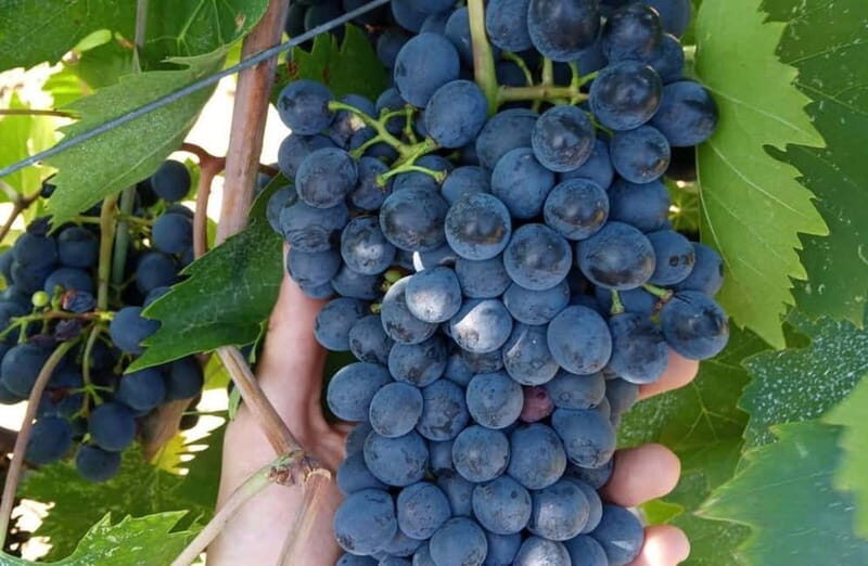 Winery Tour with Wine & Food Tasting near Riccione & Rimini - Analyzing the Value