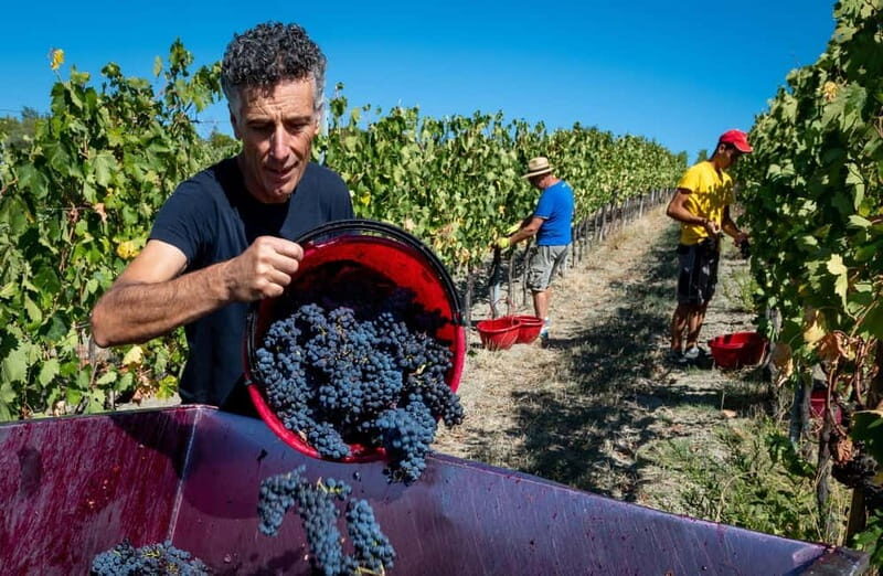 Winery Tour with Wine & Food Tasting near Riccione & Rimini - Final Thoughts: Who Will Love This Experience