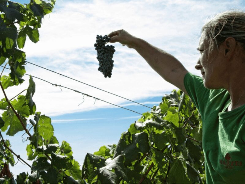 Winery Visit & Tasting near Grosseto with 6 wines - The Location and Setting