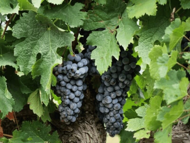 Winery Visit & Tasting near Grosseto with 6 wines - The Cellar Visit