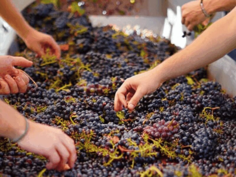 Winery Visit & Tasting near Grosseto with 6 wines - The Tasting Experience