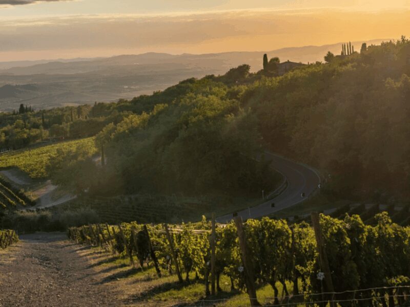 Winery Visit & Tasting near Grosseto with 6 wines - The Value of the Experience