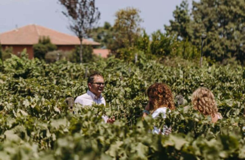 Winery Visit & Tasting on the Volcanic Slopes near Catania - A Closer Look at the Itinerary and Experience
