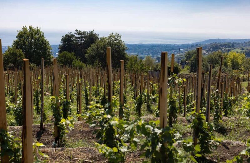 Winery Visit & Tasting on the Volcanic Slopes near Catania - The Value of This Experience