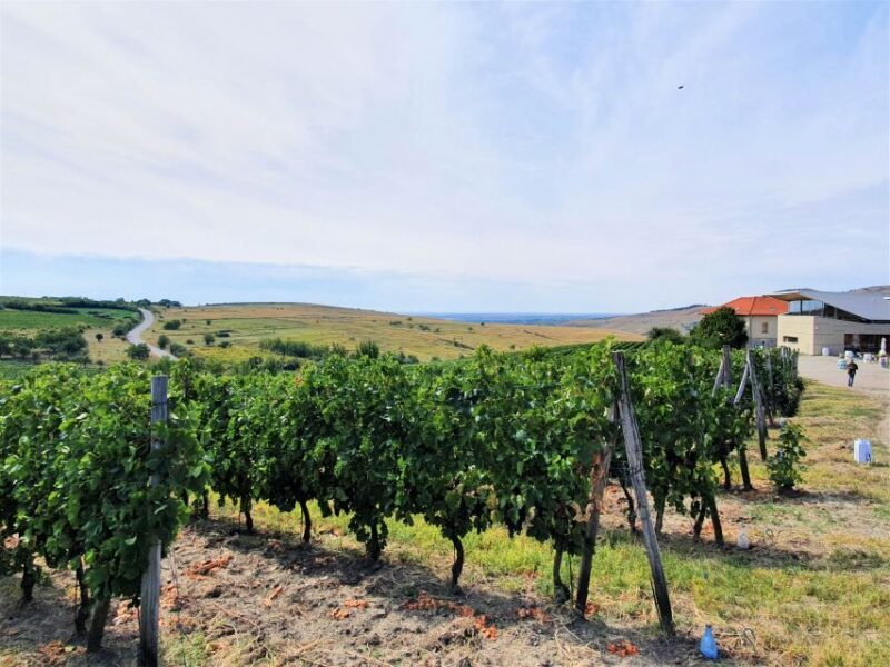 Winery visit & Wine Tasting: half-day tour - Exploring the Winery: Cellar Tour and Winemaking Insights