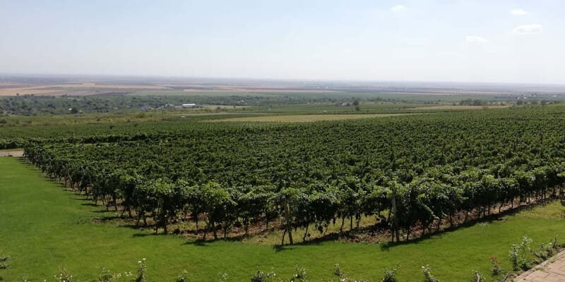 Winery visit & Wine Tasting: half-day tour - Authenticity and Reviews: What Travelers Say