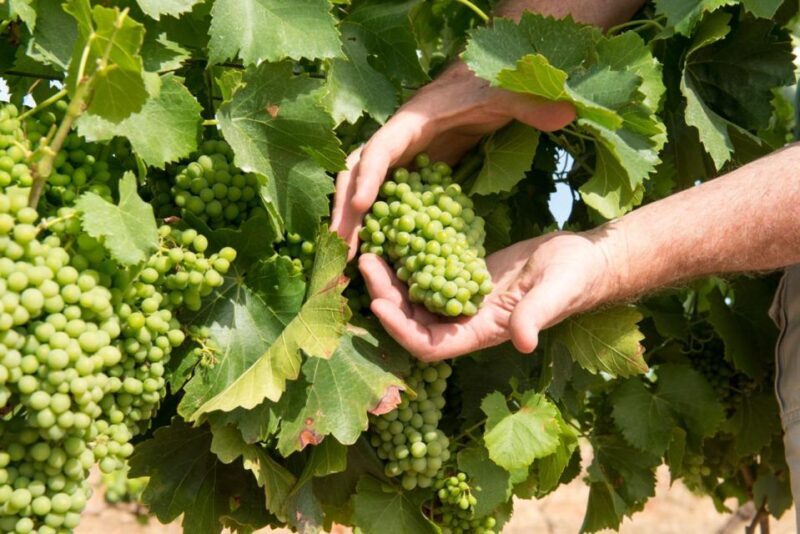 Wines and Whispers: A Barossa Valley Wine Tour from Adelaide - Key Points