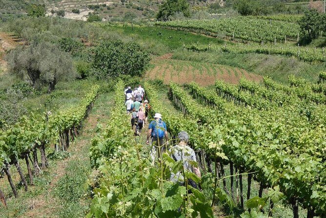 Winetasting tour in Alpeta winery - Roshnik village by 1001 Albanian Adventures - Authenticity and Local Culture