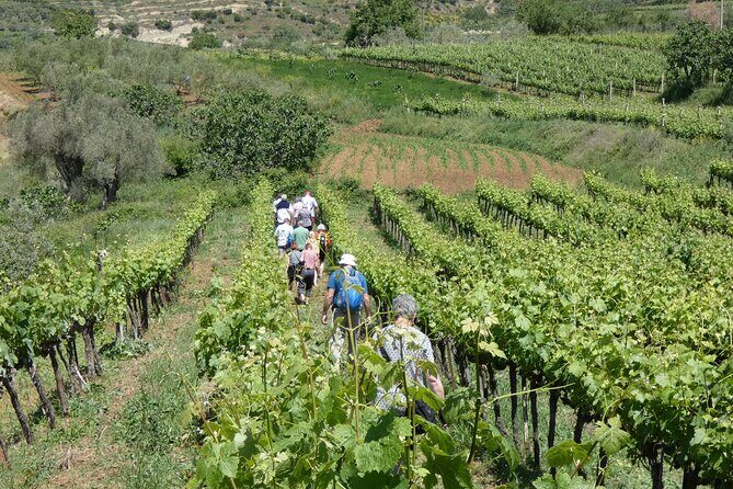 Winetasting tour in Alpeta winery - Roshnik village by 1001 Albanian Adventures - FAQ