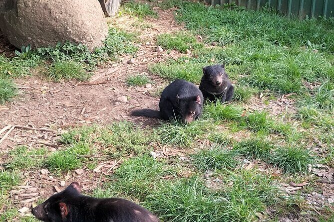 Wings Wildlife Park and Scenic Tour - Wings Wildlife Park and Scenic Tour: A Detailed Look at Tasmania’s Wildlife and Coastal Charm