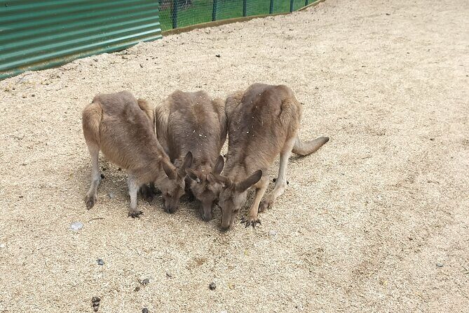 Wings Wildlife Park and Scenic Tour - Key Points