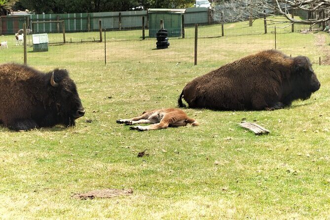 Wings Wildlife Park and Scenic Tour - Verdict: Is This Tour Worth It?