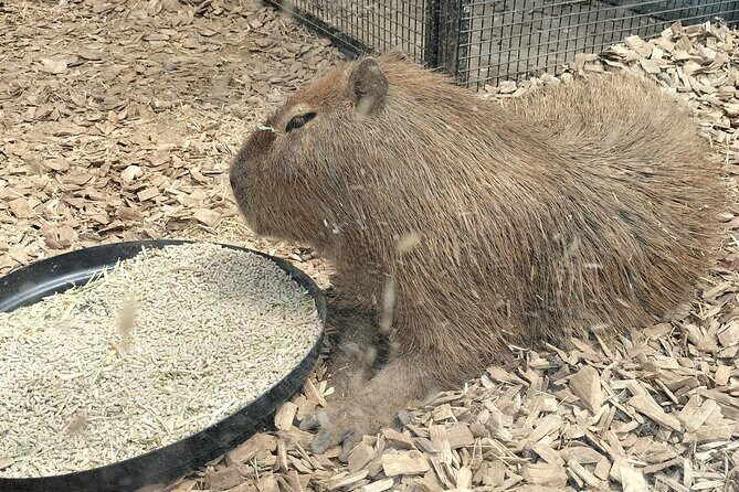 Wings Wildlife Park and Scenic Tour - In The Sum Up