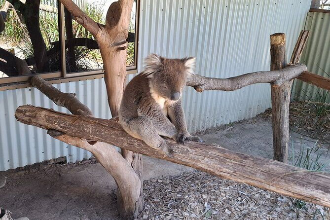 Wings Wildlife Park Shuttle, Burnie Shore Excursion - An Honest Look at the Experience