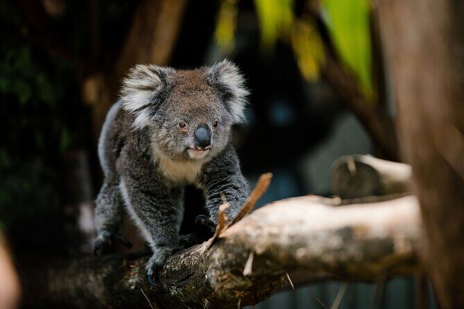 Wings Wildlife Park Shuttle, Burnie Shore Excursion - FAQ