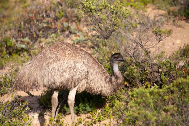 Wings & Wilds of Canberra Tidbinbilla Half-Day Private Tour - What Makes This Tour Stand Out?