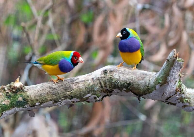 Wings & Wilds of Canberra Tidbinbilla Half-Day Private Tour - Wildlife Encounters in Tidbinbilla