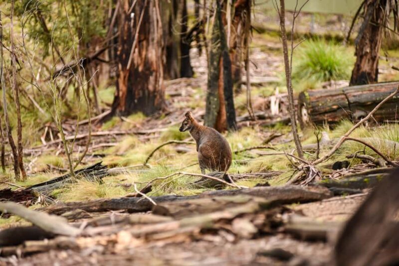 Wings & Wilds of Canberra Tidbinbilla Half-Day Private Tour - What’s Included & What’s Not