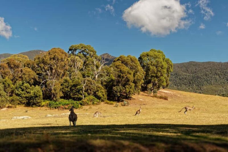 Wings & Wilds of Canberra Tidbinbilla Half-Day Private Tour - The Experience as Described by Travelers
