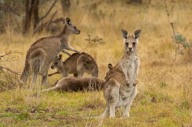 Wings & Wilds of Canberra: Tidbinbilla Half-Day Private Tour - An In-Depth Look at the Wings & Wilds of Canberra Tour