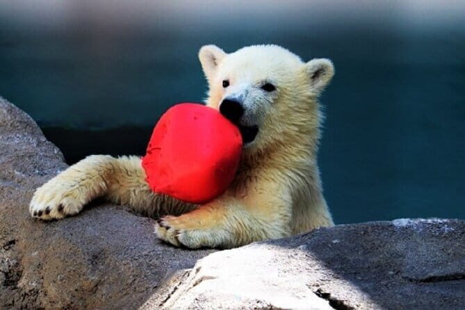 Winter Asahiyama Zoo and blue pond "Aoi-Ike" 1 Day bus tour - Price and Value